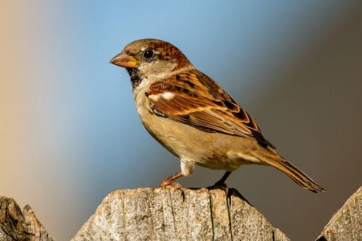 The Story And Meaning Behind "His Eye Is On The Sparrow" - Yona Marie ...